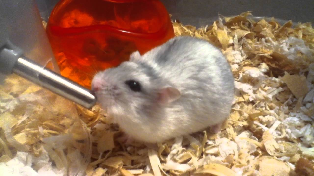 9 Items Your Hamster Needs for a Long and Happy Life - PetHelpful