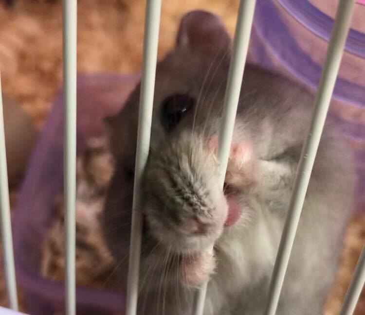 9 Items Your Hamster Needs for a Long and Happy Life - PetHelpful