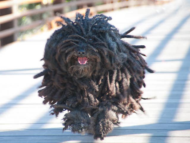 6 Best Dog Breeds for a Small Backyard Farm