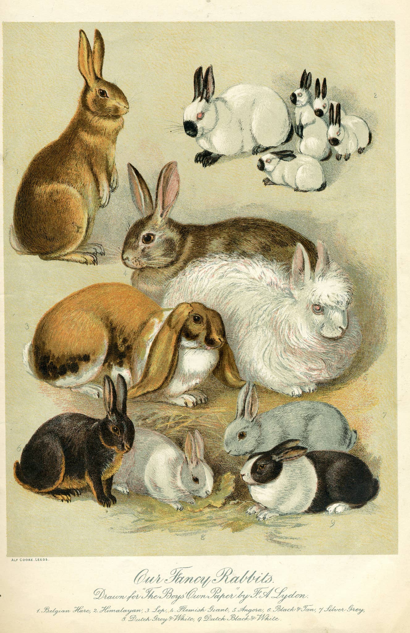 Dog Breeds That Will Get Along With Your Rabbit