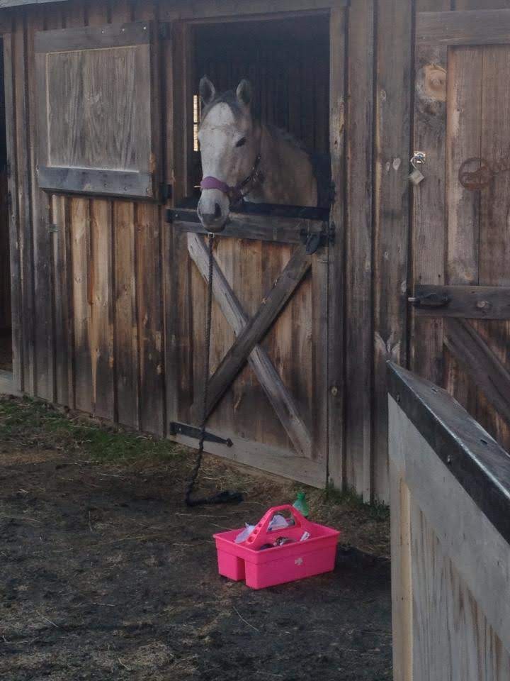 Keeping a Horse: Stall Board vs. Field Board