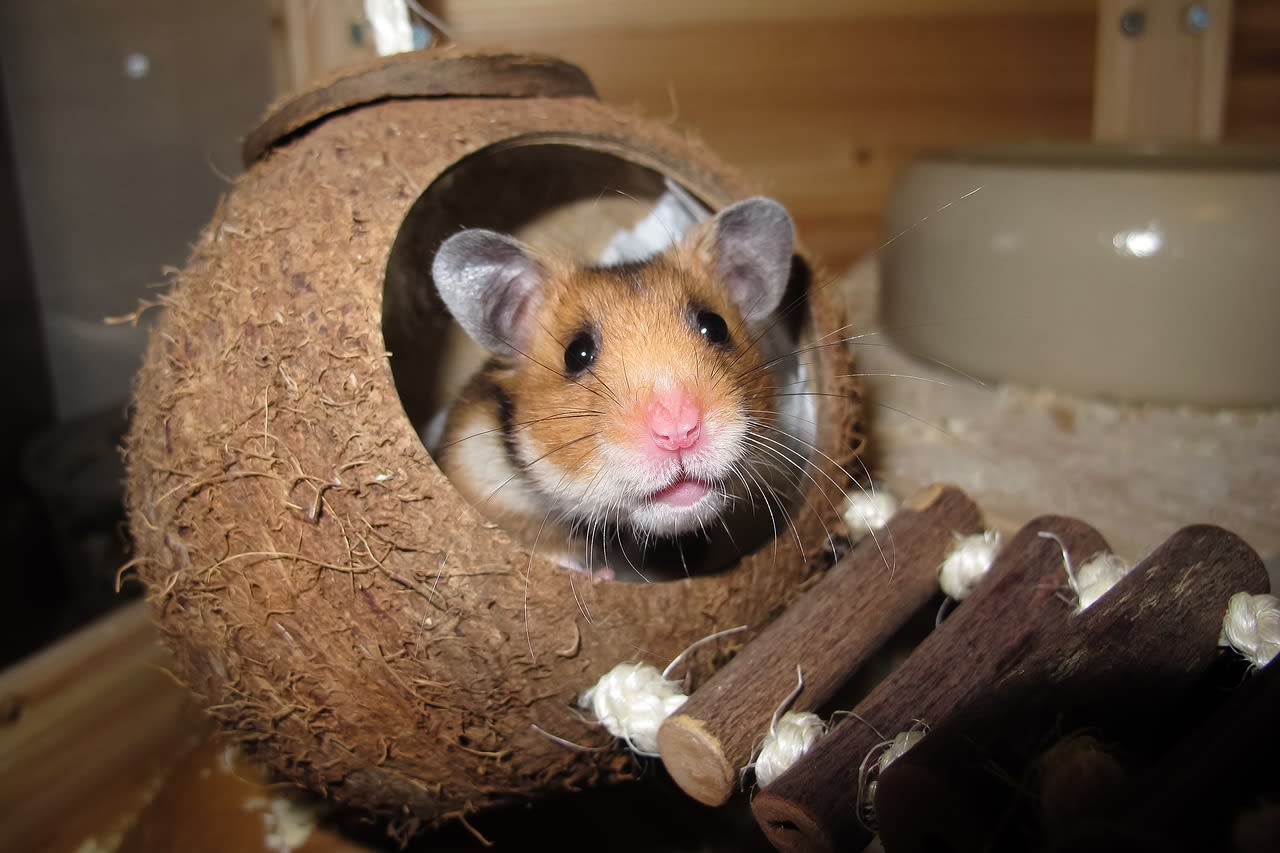 8 Things You Should Know Before Getting a Pet Hamster - PetHelpful