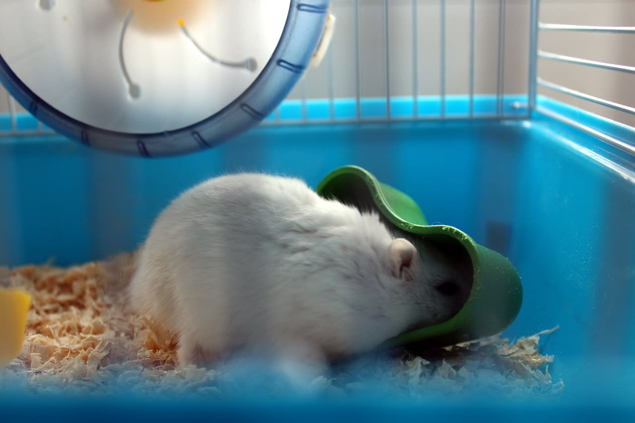8 Things You Should Know Before Getting a Pet Hamster - PetHelpful