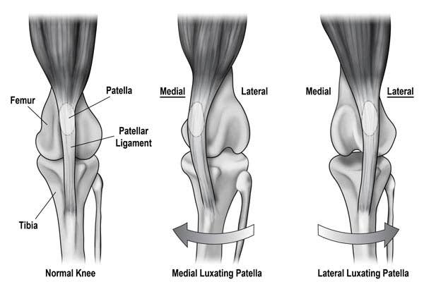 What Is a Luxating Patella in Dogs and How Do I Prevent It?