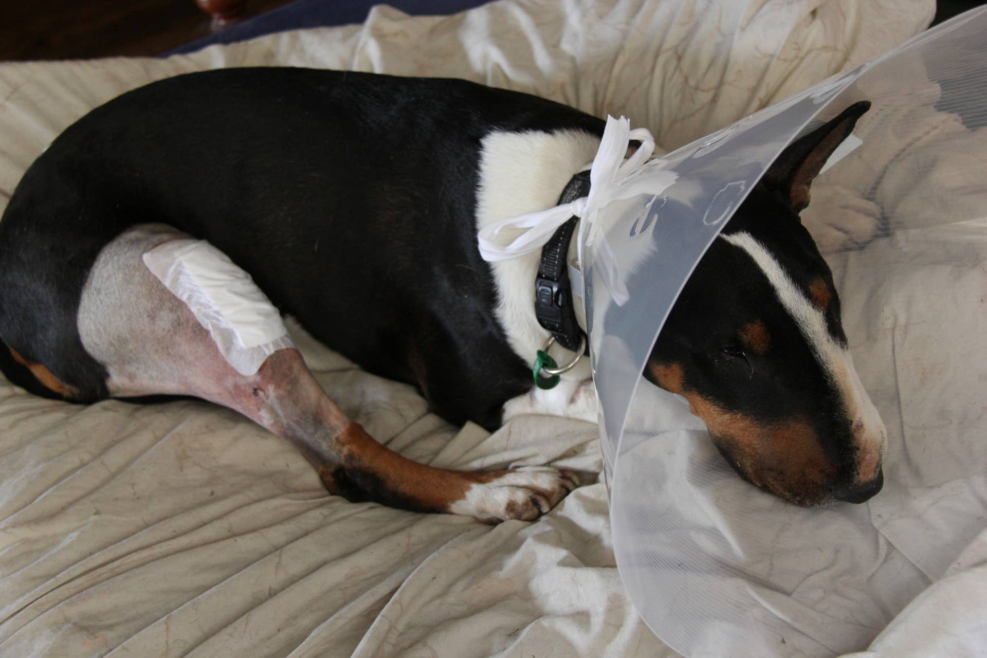 What Is a Luxating Patella in Dogs and How Do I Prevent It?