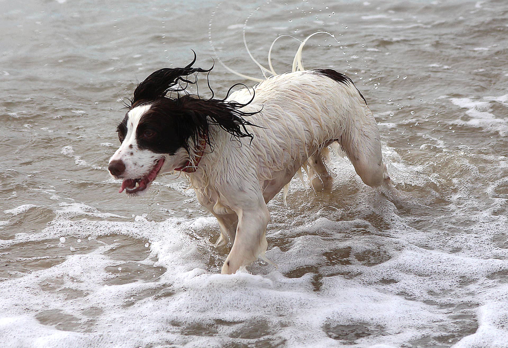 Is the Lepto4 Vaccine Dangerous for Dogs? - PetHelpful