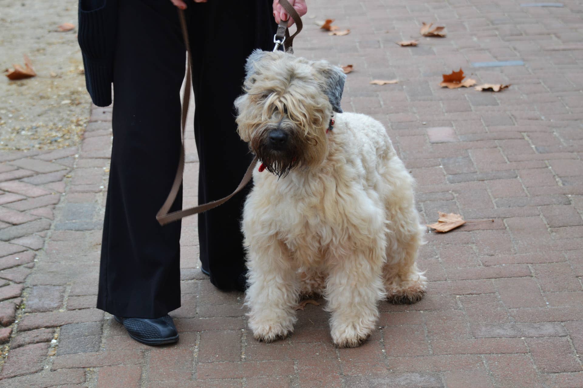 10 Awesome Guard Dog Breeds That Do Not Shed Much