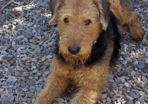 10 Awesome Guard Dog Breeds That Do Not Shed Much