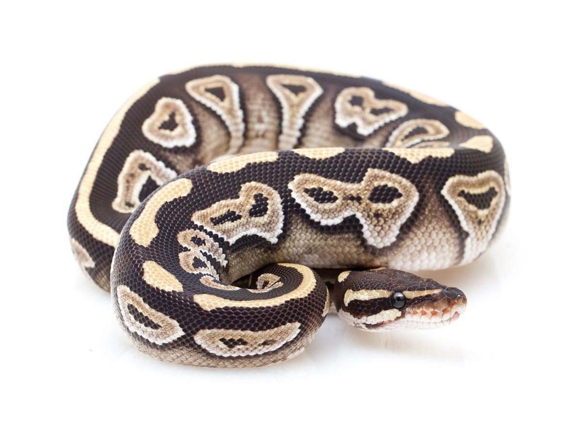 Ball Python Care Guide - PetHelpful