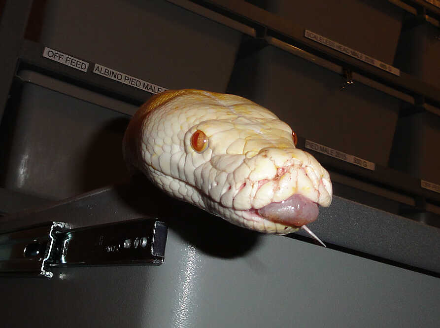 Ball Python Care Guide - PetHelpful