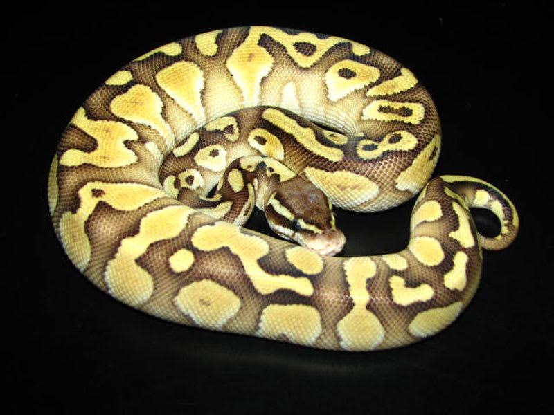 Ball Python Care Guide - PetHelpful
