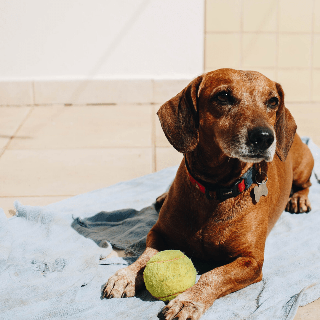 4 Types of Dandruff in Dogs & Easy Ways to Control It at Home - PetHelpful