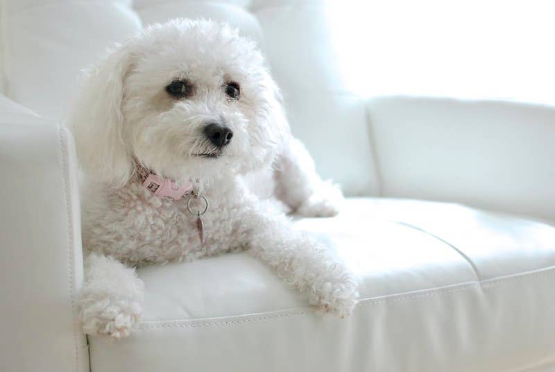 7 Cleanest Dog Breeds and Tips to Keep Them Even Cleaner Around the House