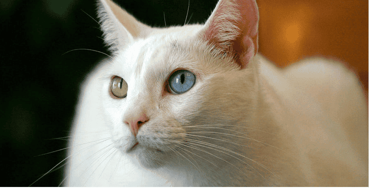 Top 10 Weirdest Cat Breeds