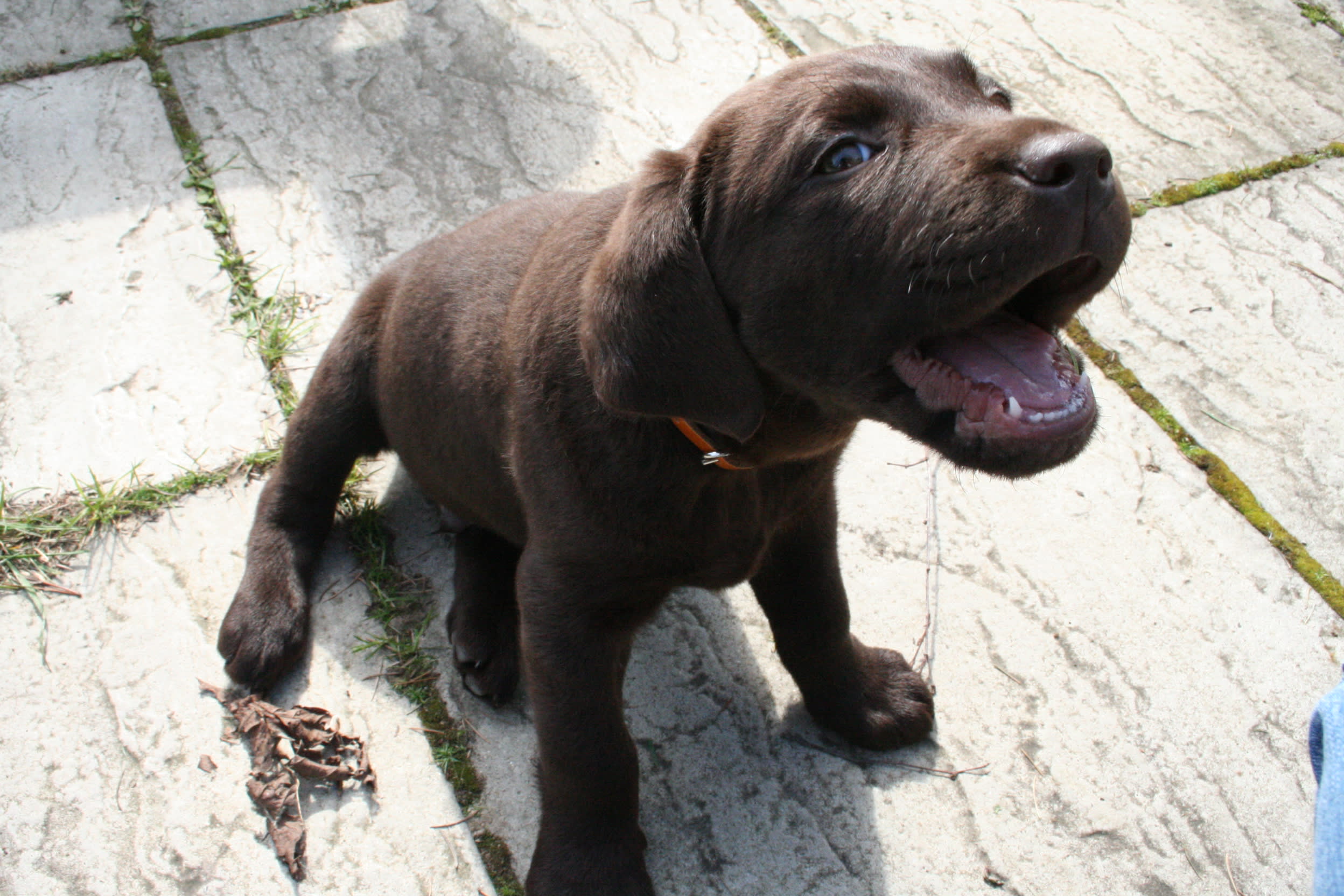 Why Does My Dog Sit Like That? The Lazy Sit Explained