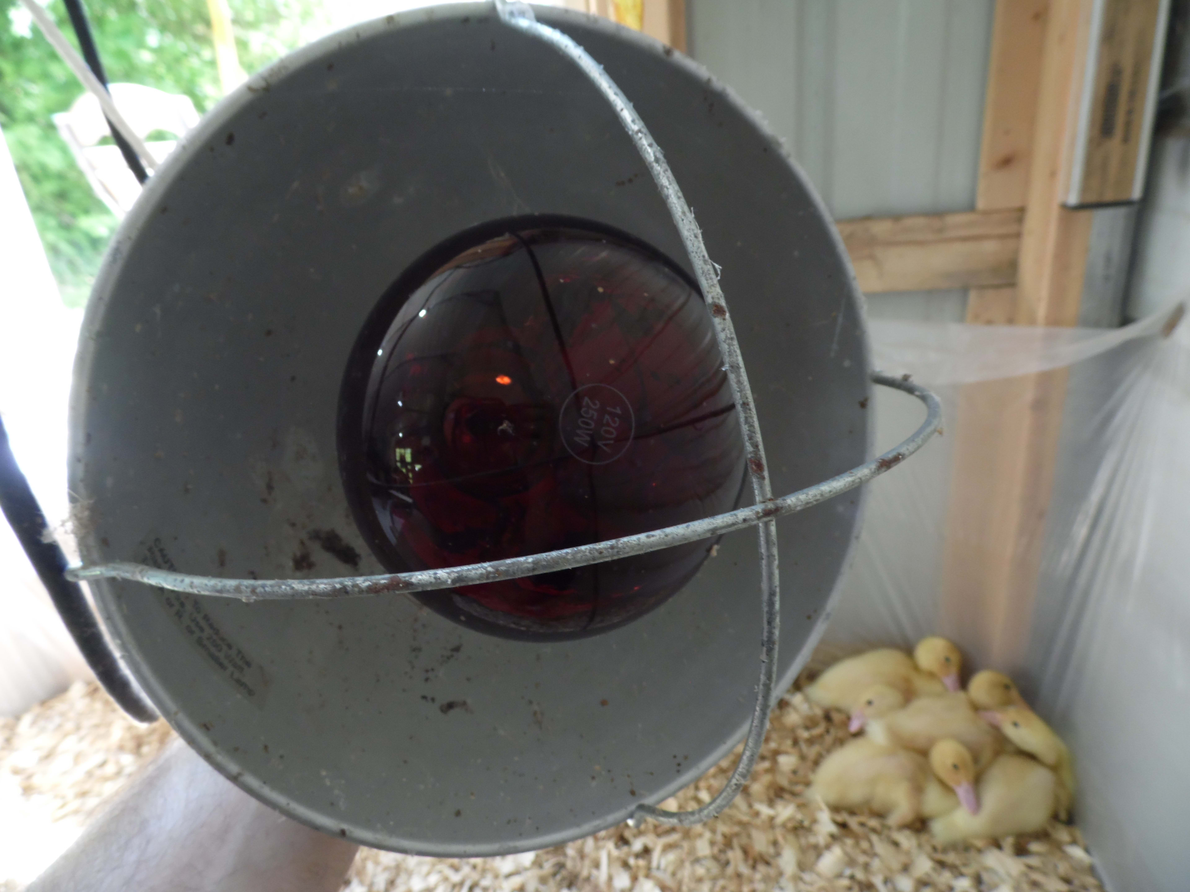 How to Raise, Feed, and Care for Baby Ducks - PetHelpful