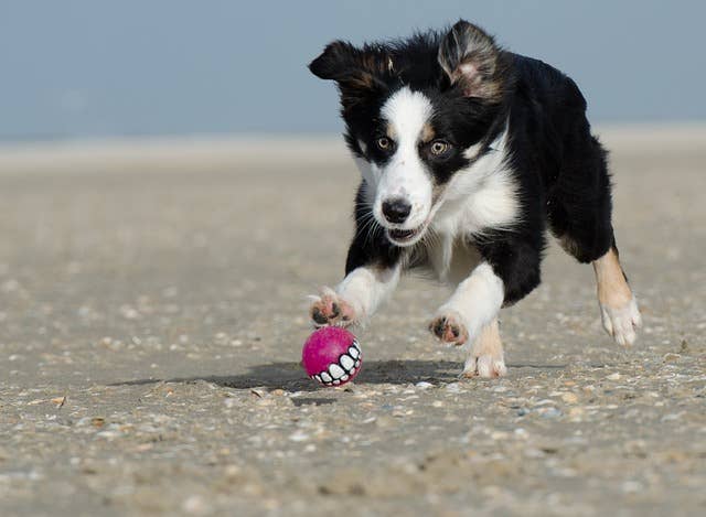 What Causes Dilated or Enlarged Pupils in Dogs? - PetHelpful