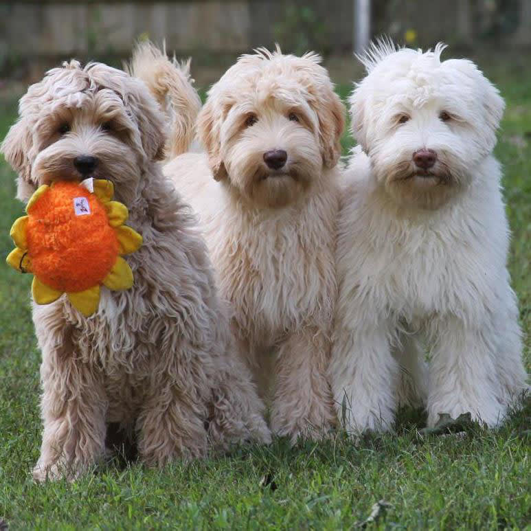 caramel goldendoodle
