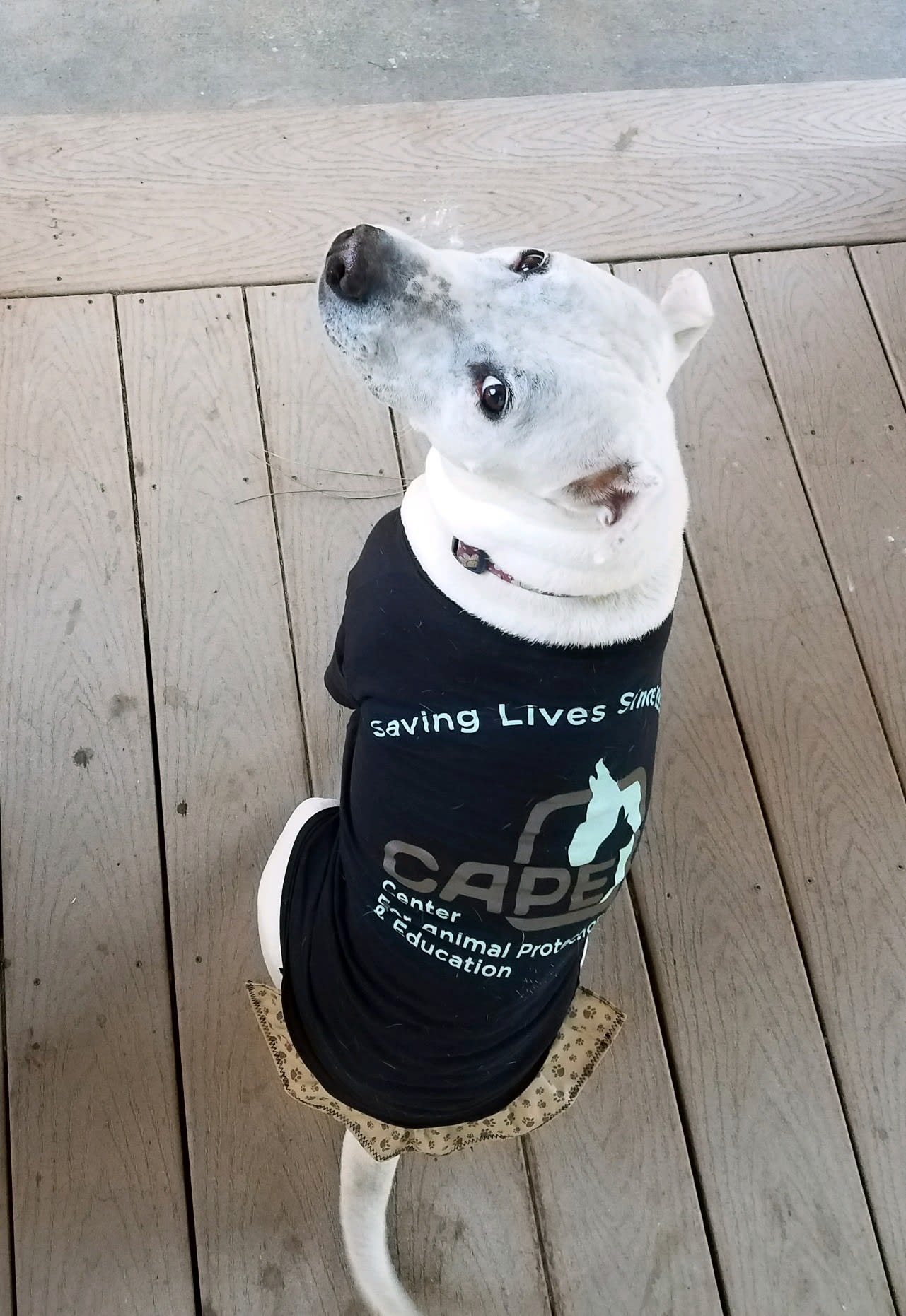 How to Successfully Adopt a Dog From a Rescue or a Shelter - PetHelpful