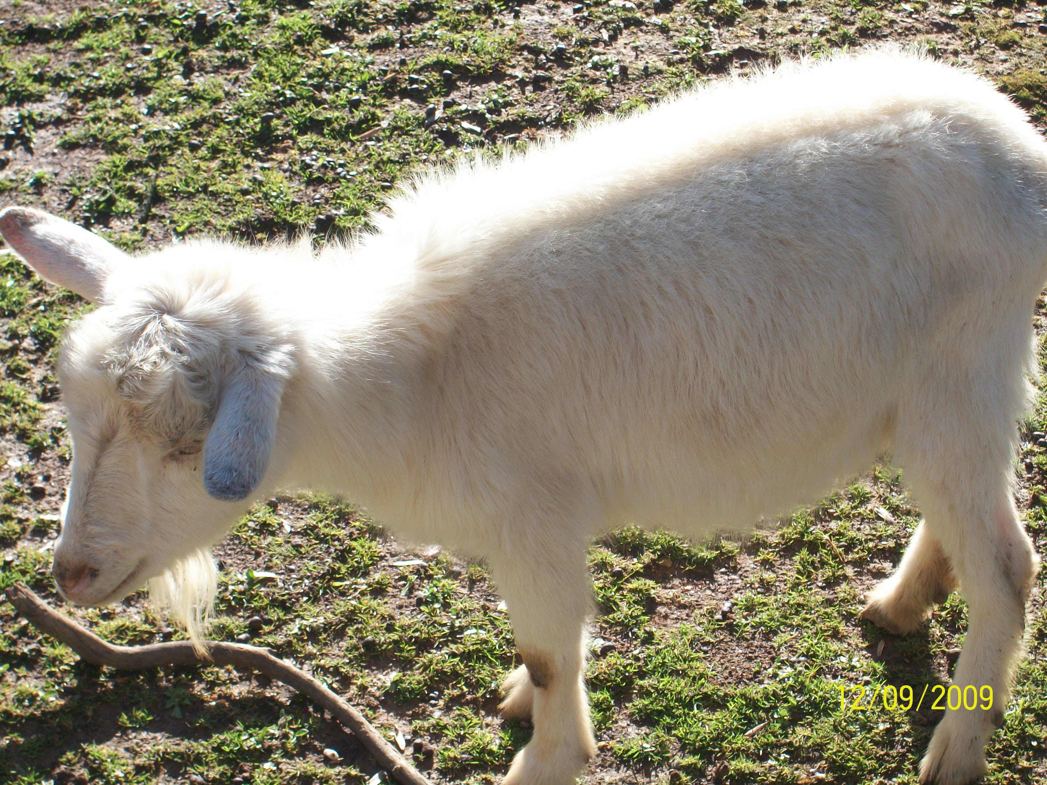 How to Raise and Care for Nigerian Dwarf Goats - PetHelpful