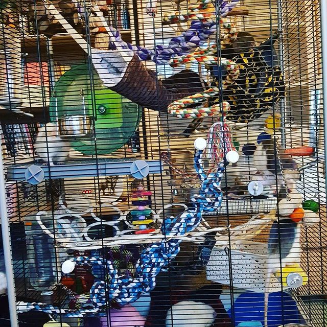 Rats as Therapy Pets - PetHelpful