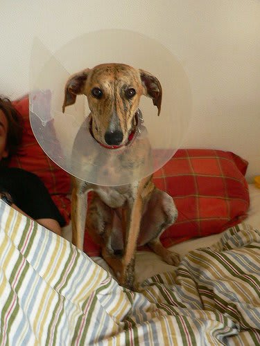 Dog Wounded & No Vet? How to Treat Cuts & Small Wounds at Home - PetHelpful