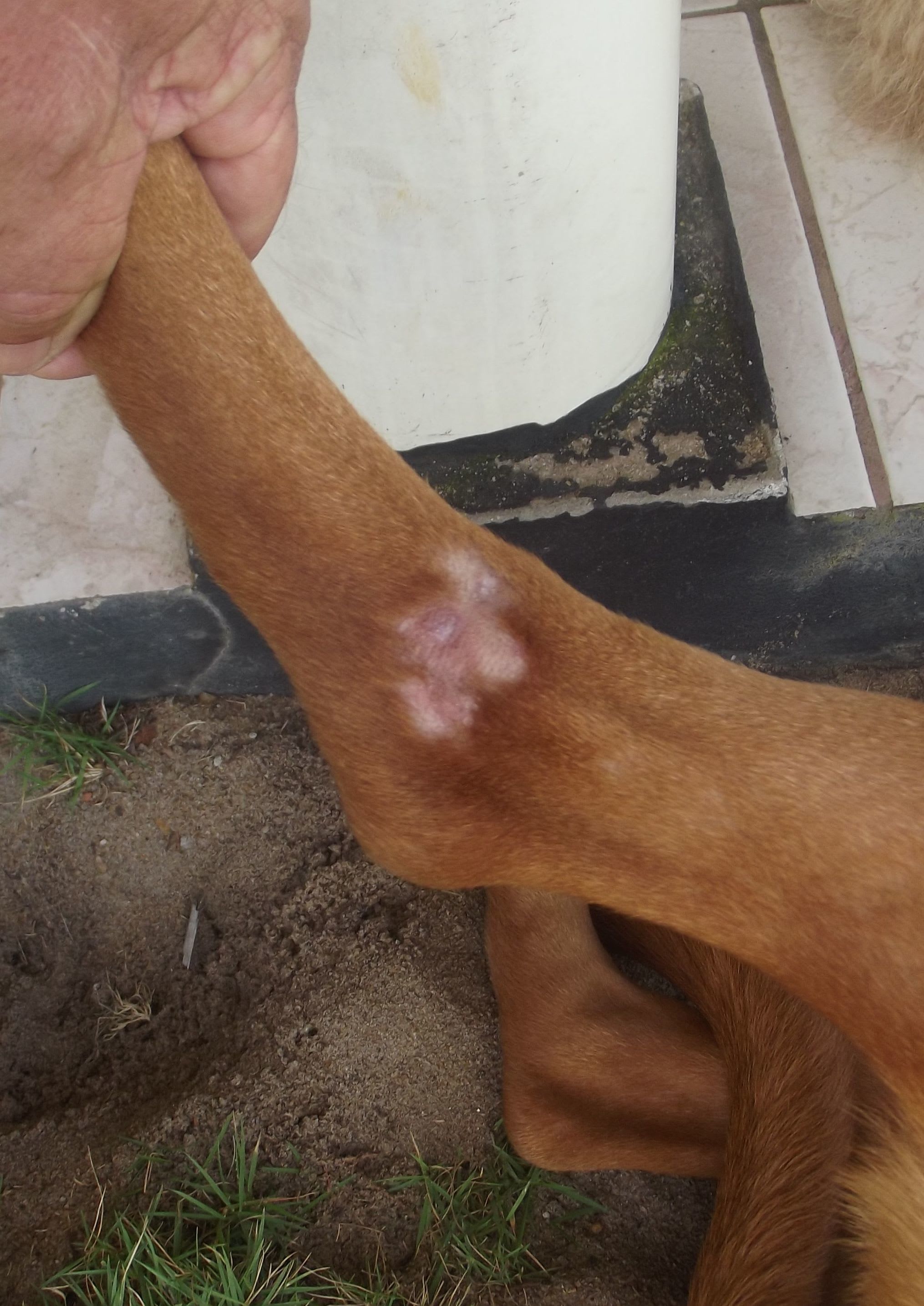 Dog Wounded & No Vet? How to Treat Cuts & Small Wounds at Home - PetHelpful