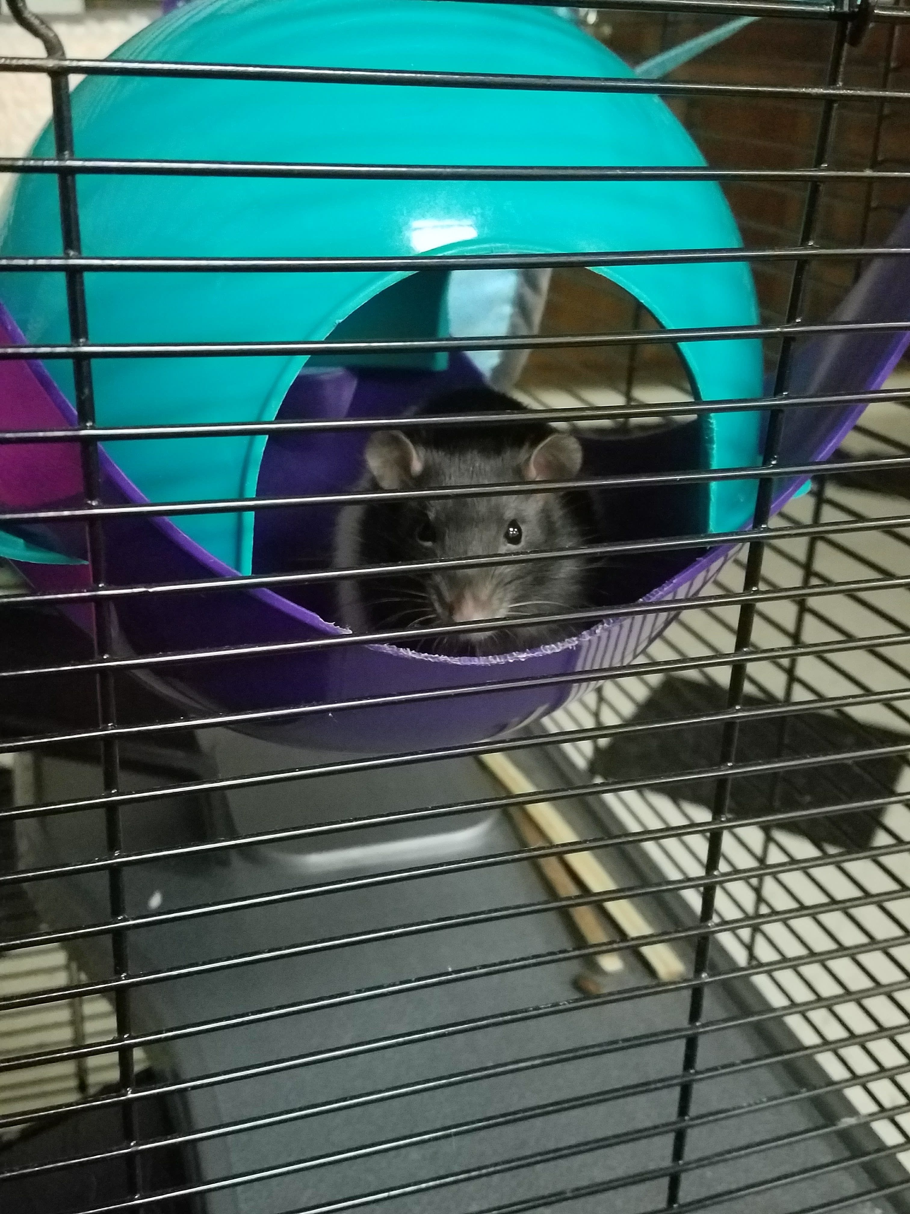 How to Introduce a New Pet Rat