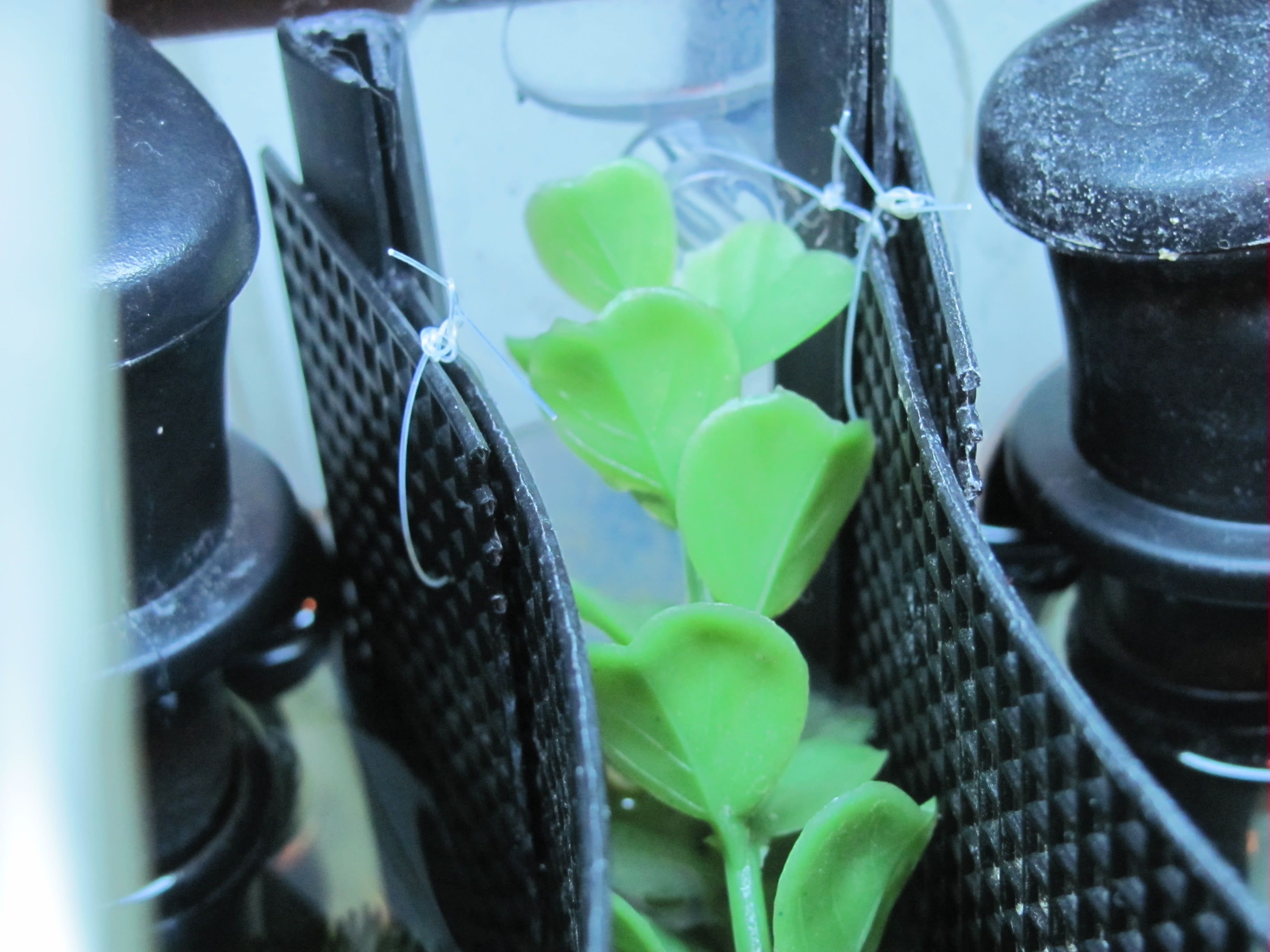 How to Make a Cheap Homemade Betta Tank Divider