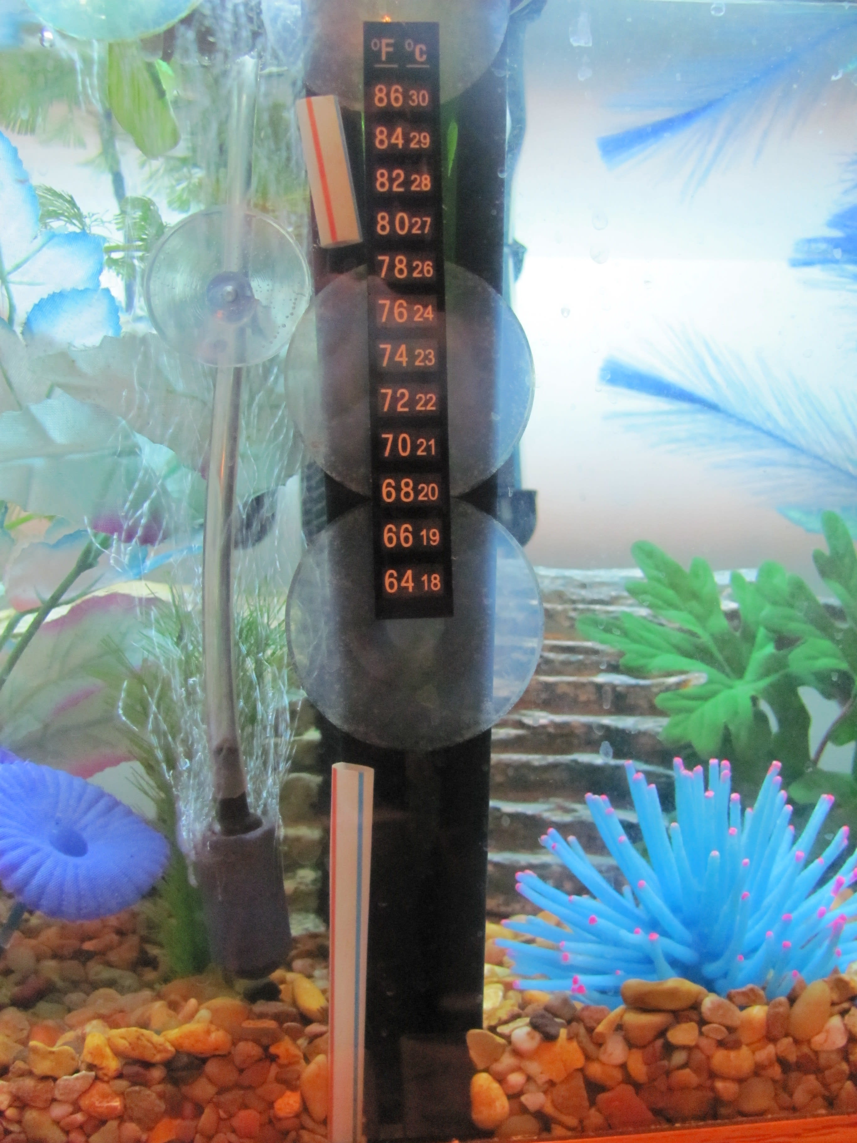 How to Make a Cheap Homemade Betta Tank Divider