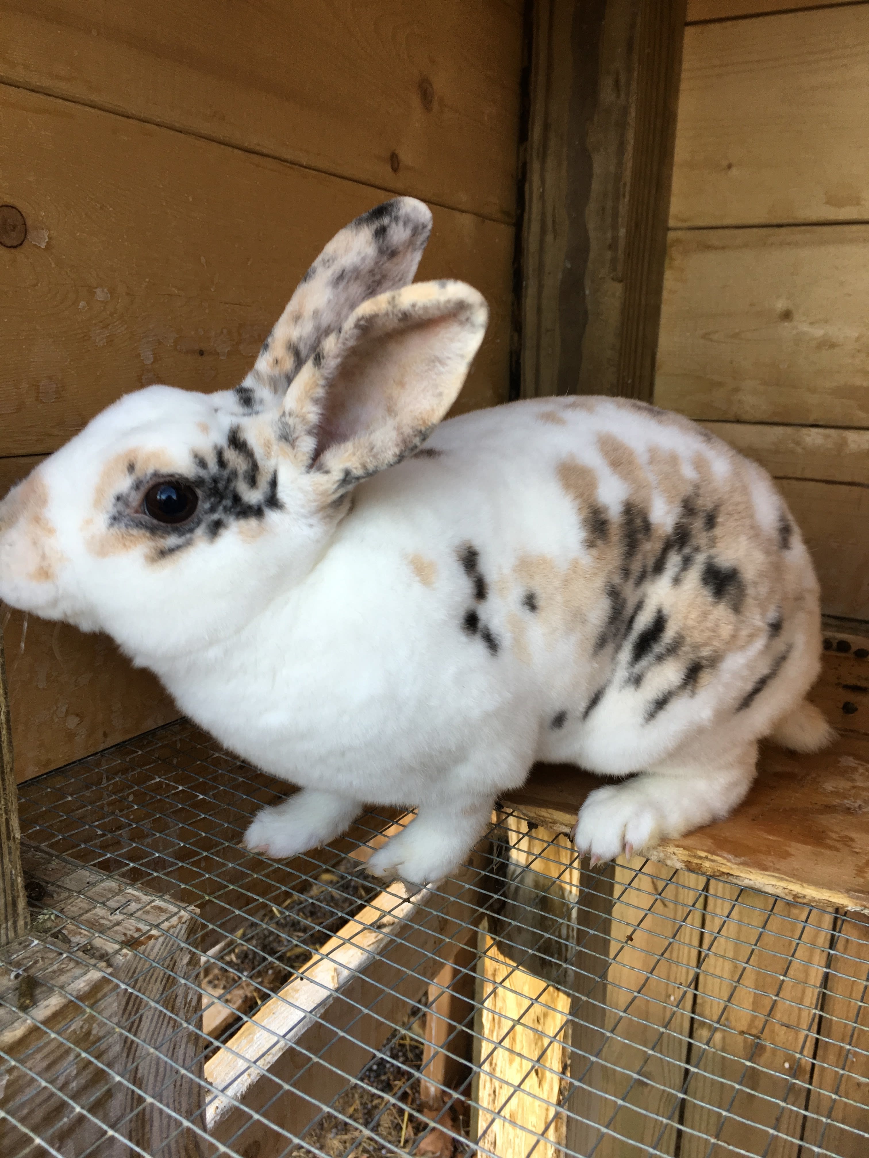 Why Rabbits Make Awesome Pets Year-Round (Not Just for Easter)