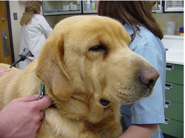 Causes of Sagging, Loose Skin in Dogs - PetHelpful