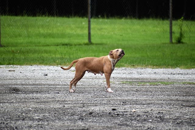 Causes of Sagging, Loose Skin in Dogs - PetHelpful