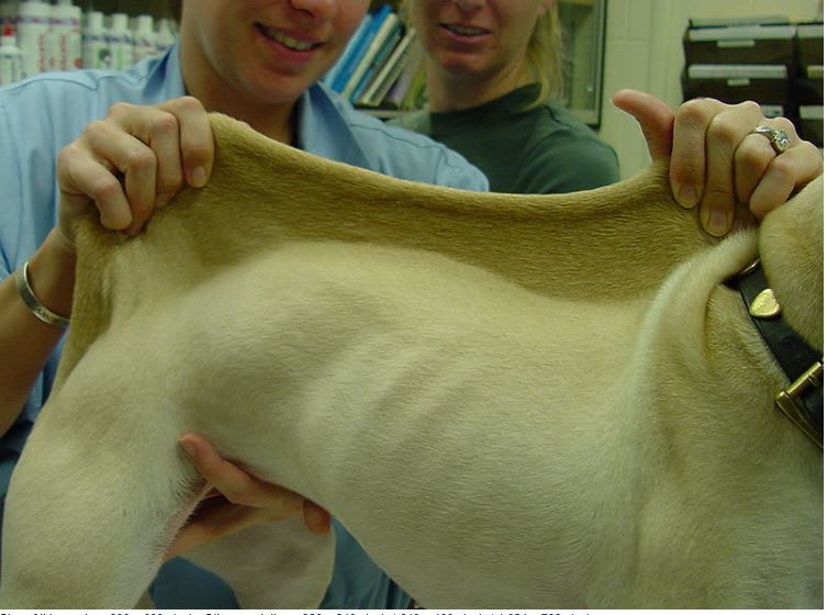 Causes of Sagging, Loose Skin in Dogs - PetHelpful