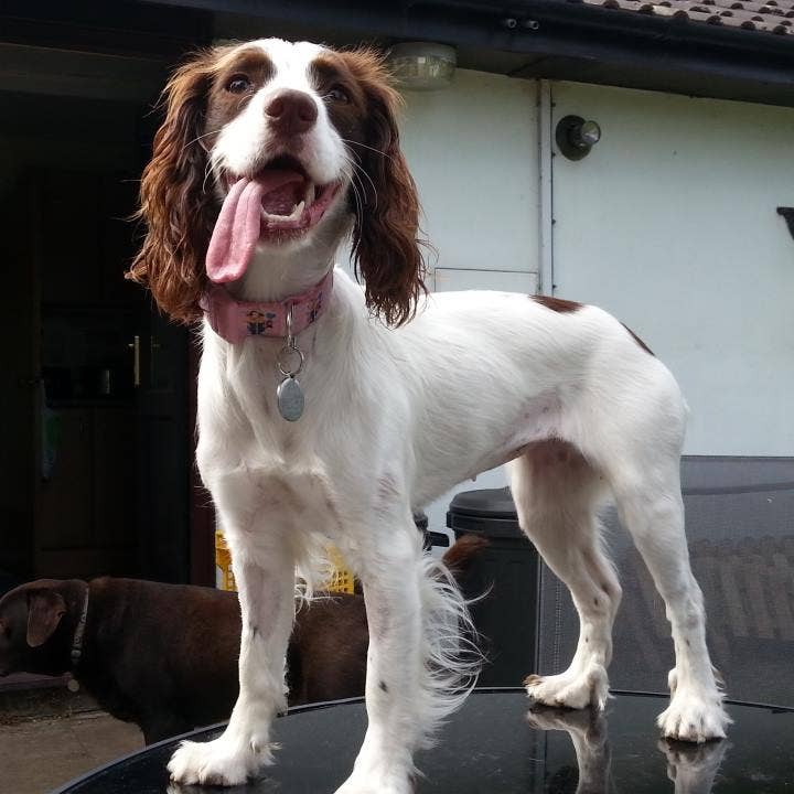 A Guide to Intussusception in Dogs and Puppies