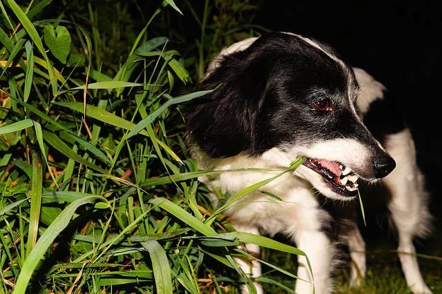 10 Reasons Dogs Throw Up Undigested Food - PetHelpful