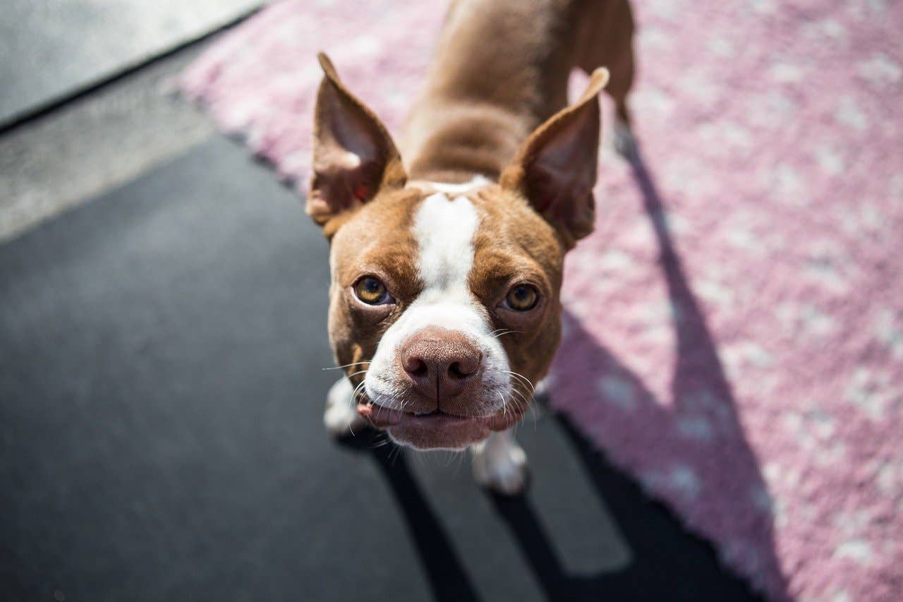 Complete the Family With These Top 10 Kid-Friendly Dogs