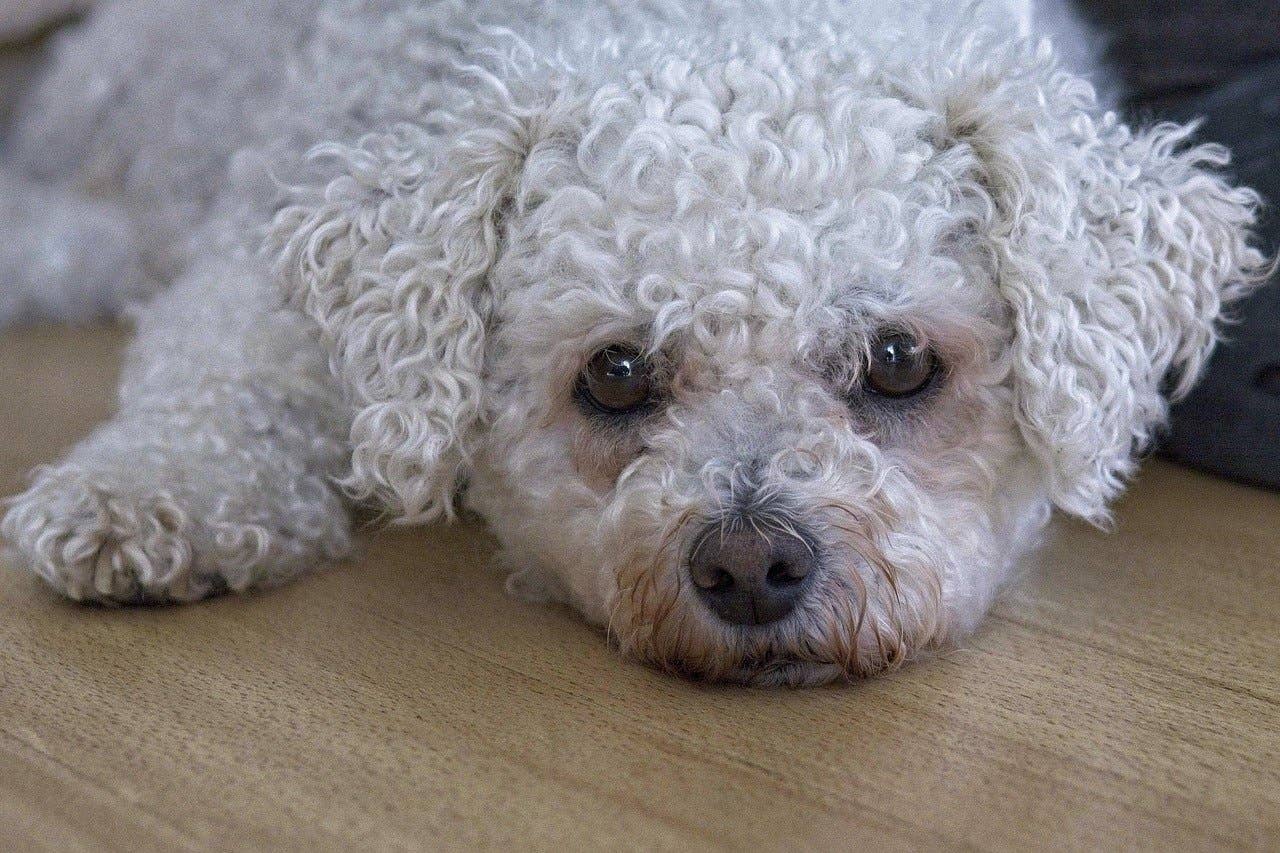 Complete the Family With These Top 10 Kid-Friendly Dogs