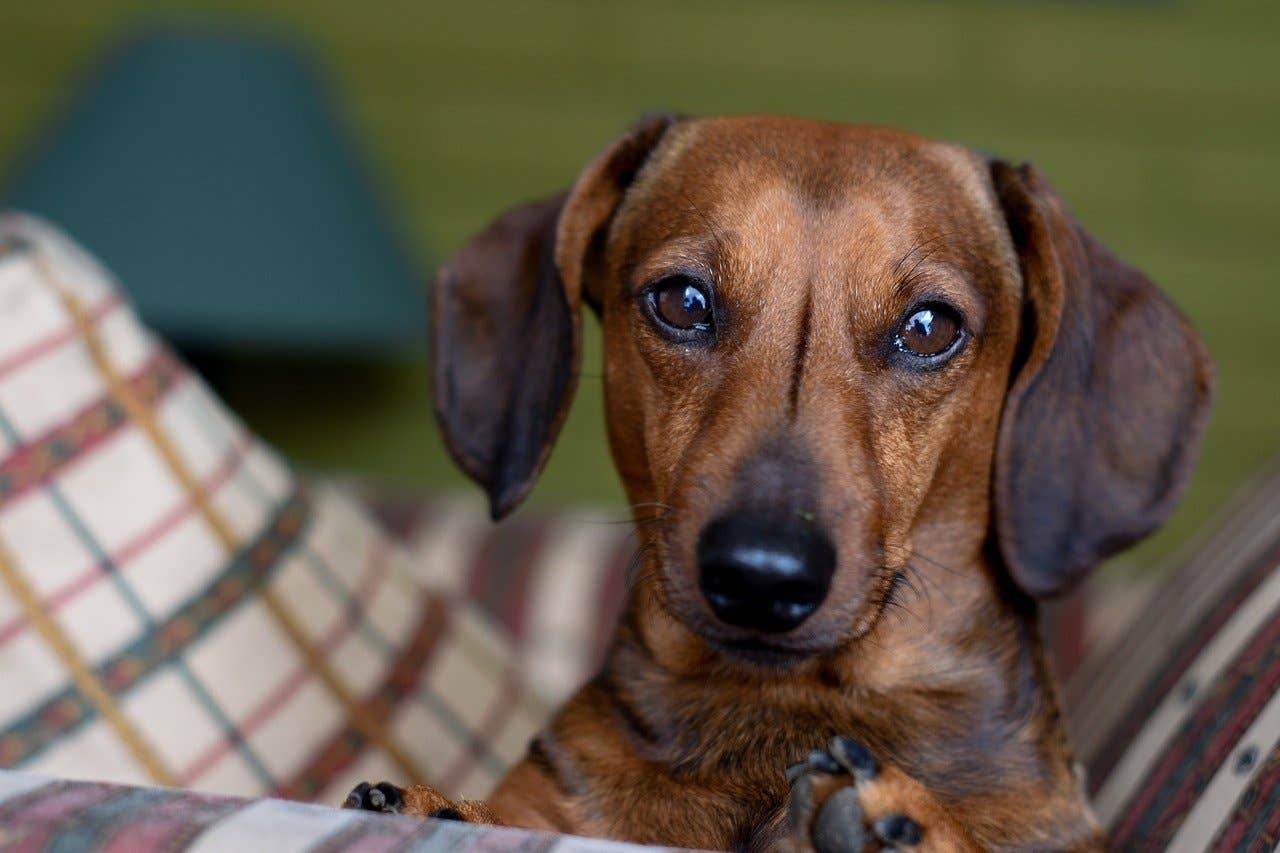 Complete the Family With These Top 10 Kid-Friendly Dogs