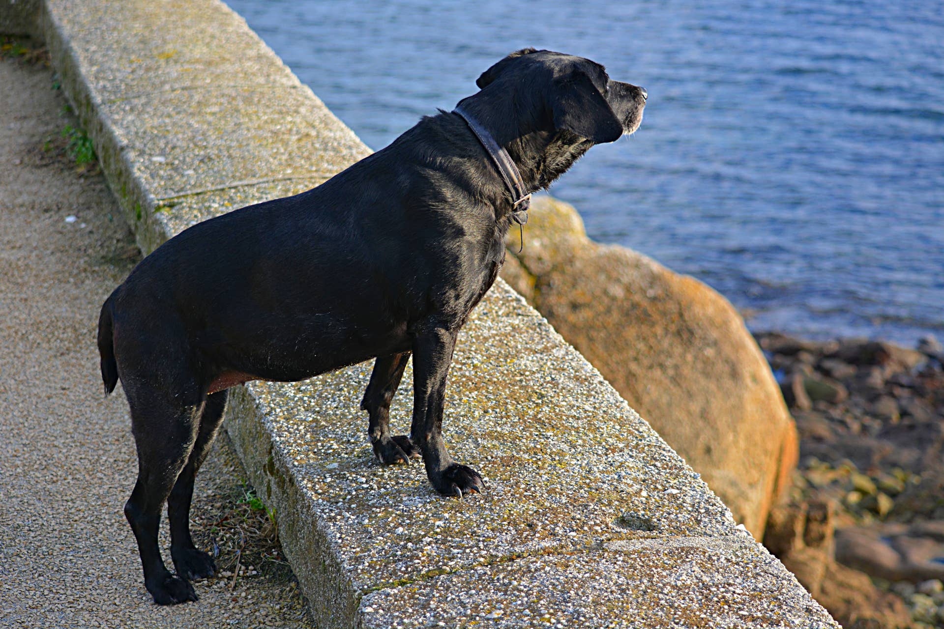 Everything You Need to Know About Arthritis in Dogs - PetHelpful