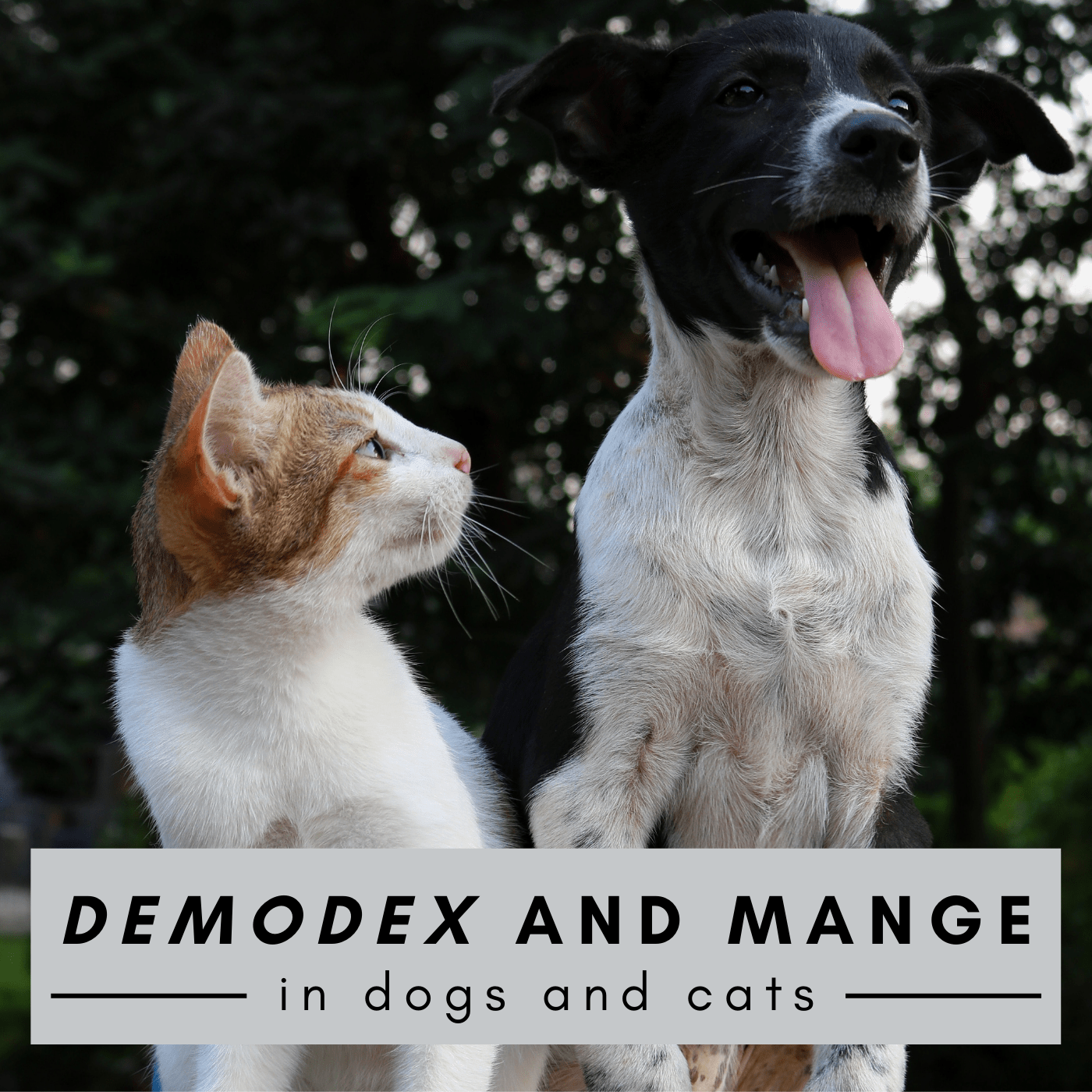 What Is Demodectic Mange (Demodex) in Dogs and Cats? - PetHelpful