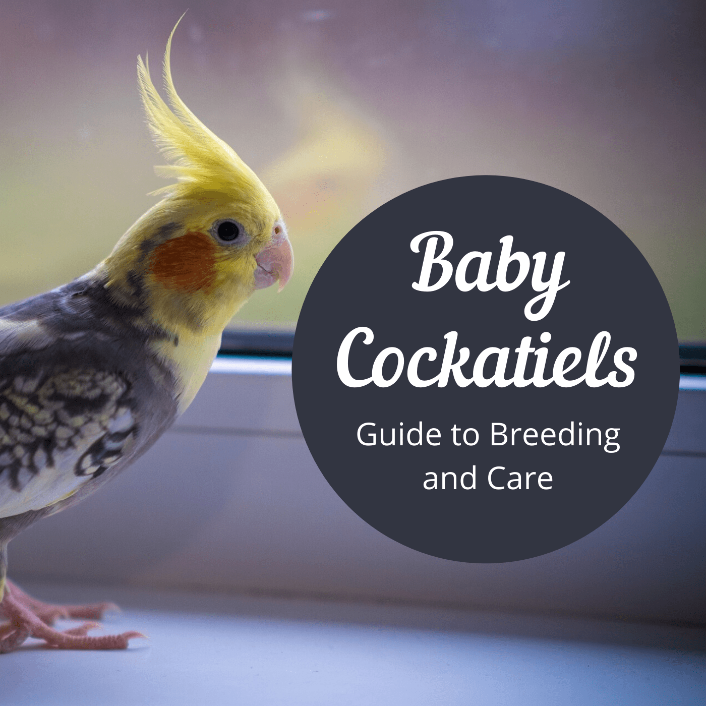 Caring for Cockatiel Babies - PetHelpful