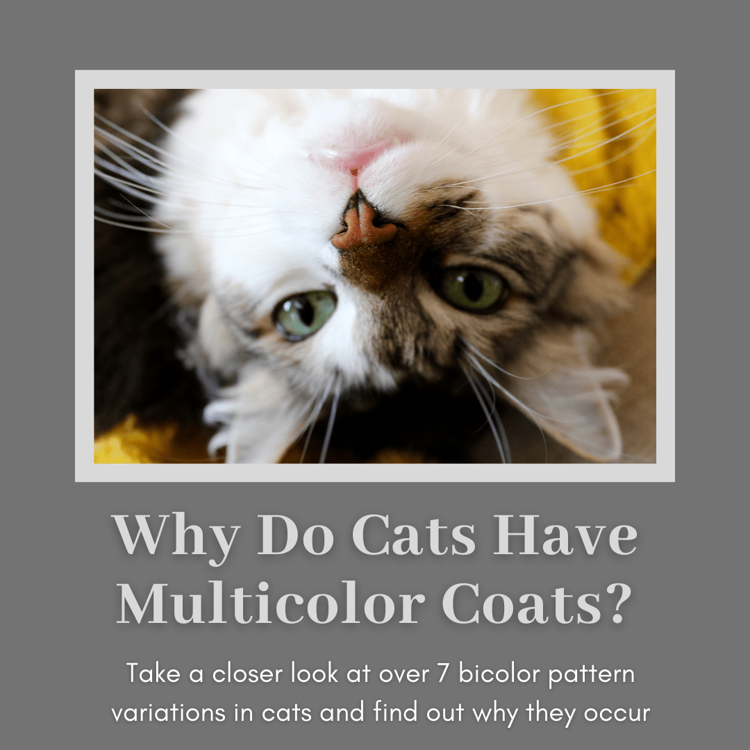 7+ Bicolor Pattern Variations in Cats (And Why They Occur) - PetHelpful