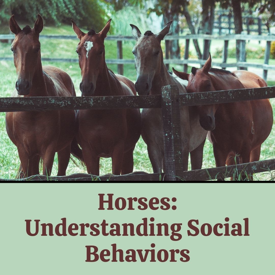 Social Behaviors of Wild and Domestic Horses - PetHelpful