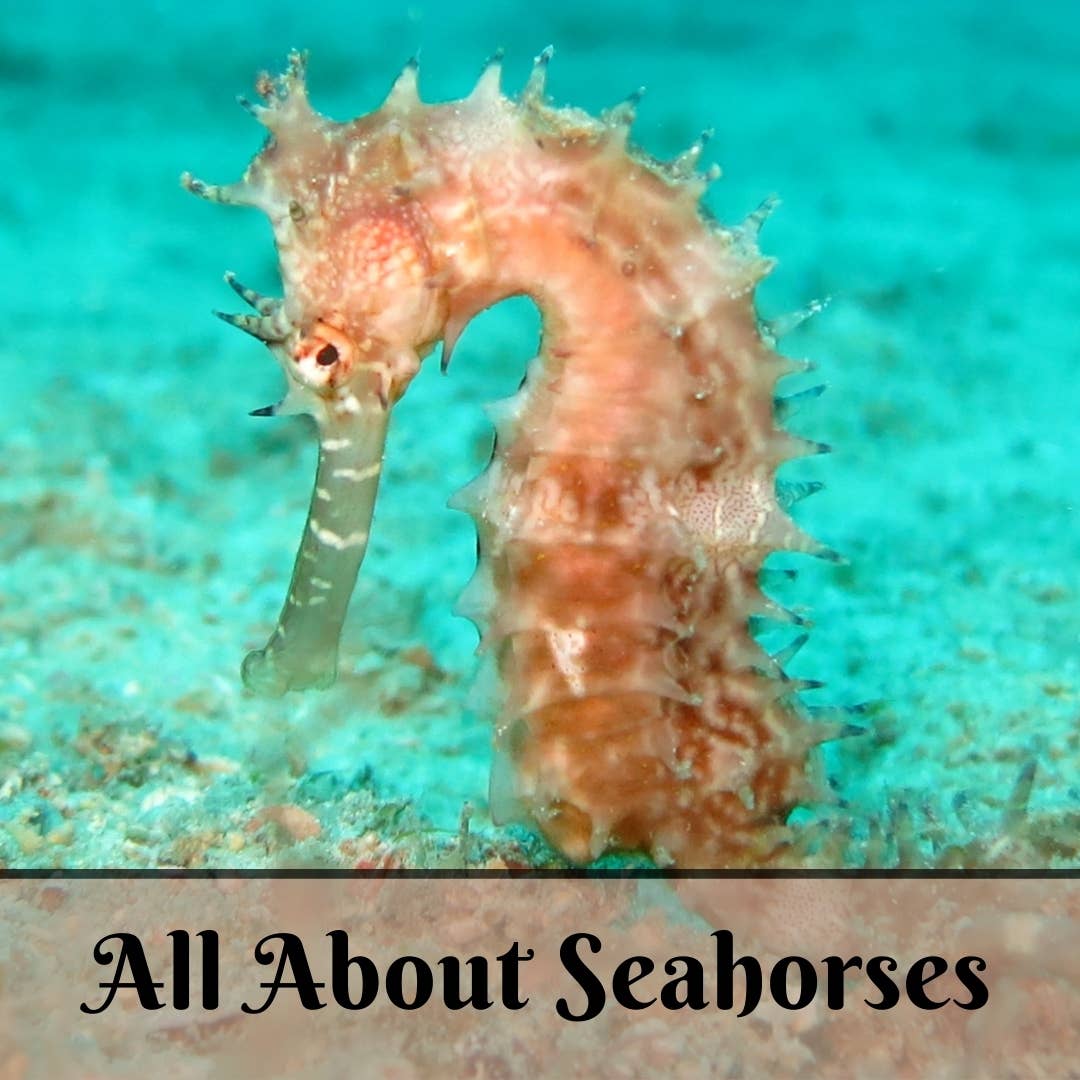 My Pet Sea Horse Seasick Sea Horse: Purrmaids Series (Book 3)
