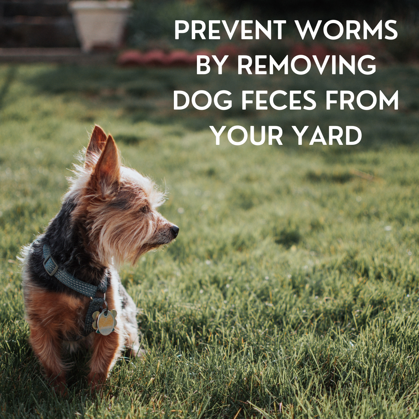15 Causes of Mucus in a Dog's Stool - PetHelpful