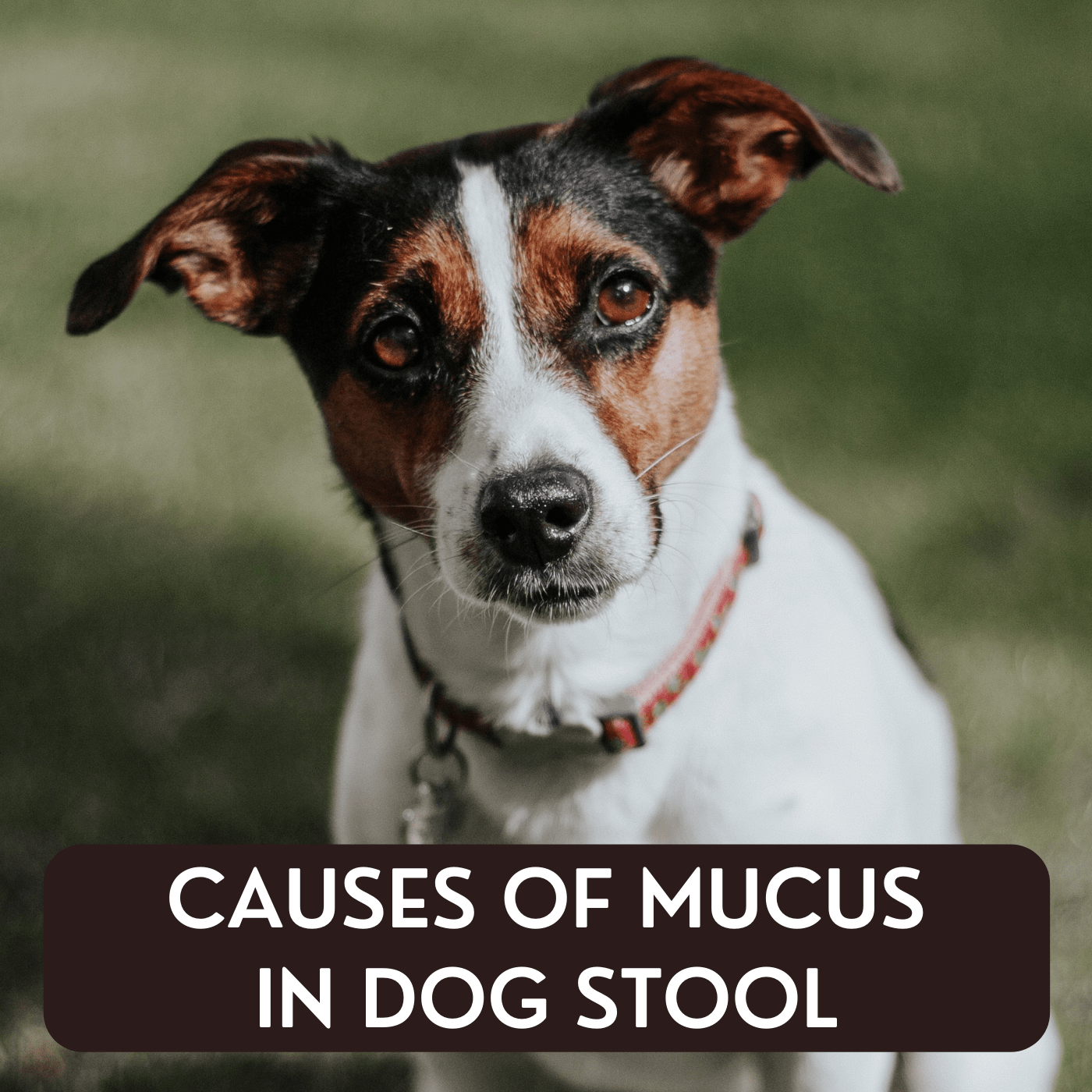 15 Causes of Mucus in a Dog's Stool - PetHelpful