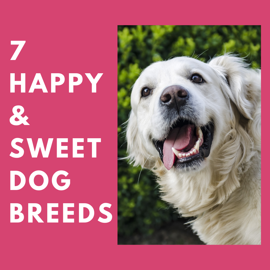 Seven Happy Dog Breeds That Your Family Will Love - PetHelpful