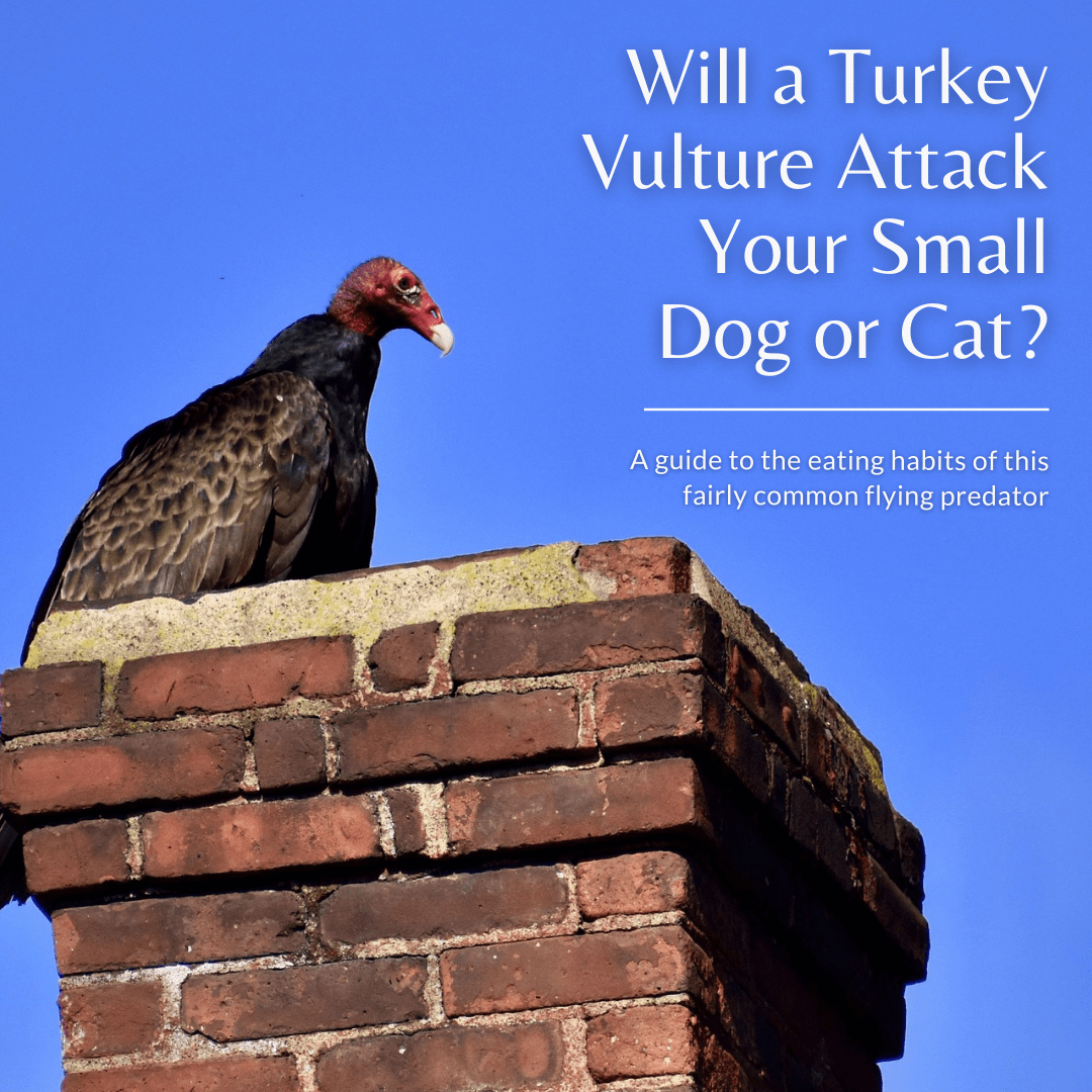 Will a Turkey Vulture Attack My Small Cat or Dog? - PetHelpful