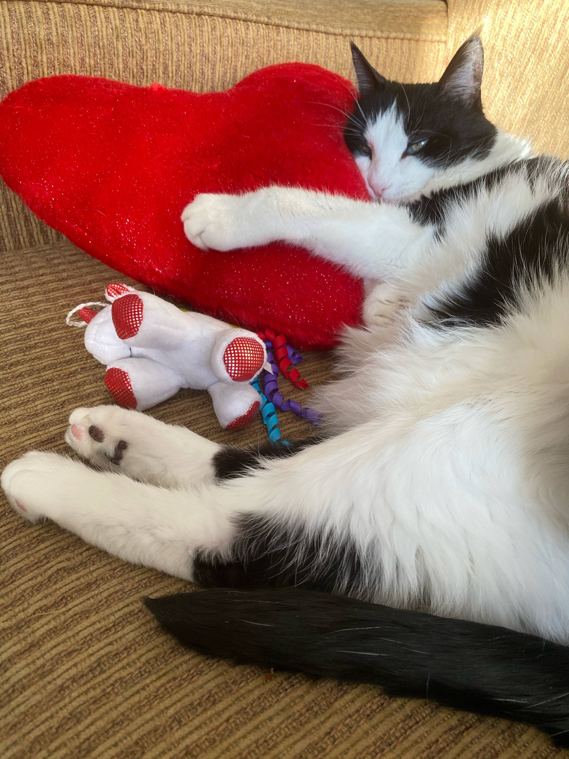 10 Signs Your Cat Is Your Best Friend